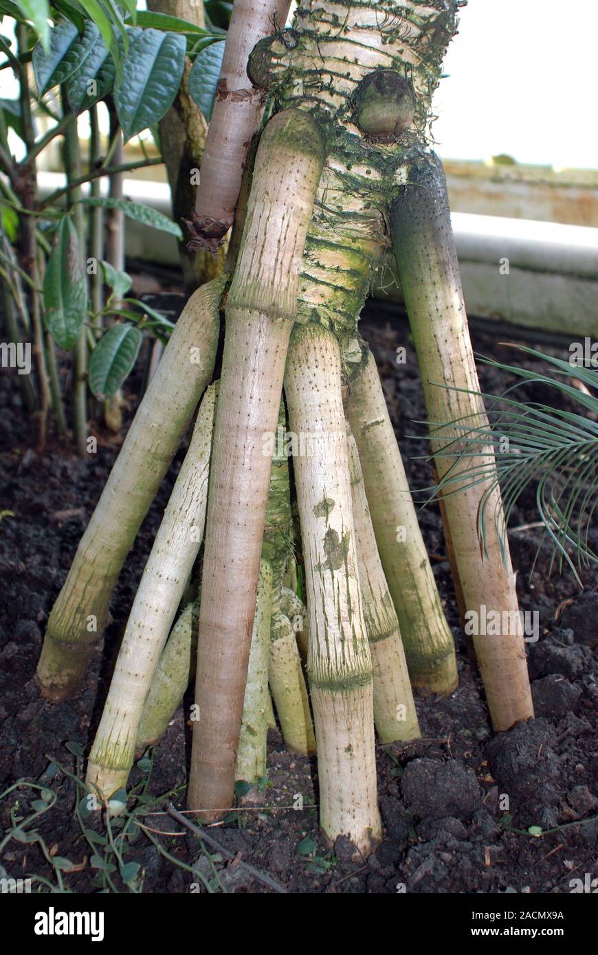 Pandanus vandermeeschii trunk and roots Stock Photo - Alamy