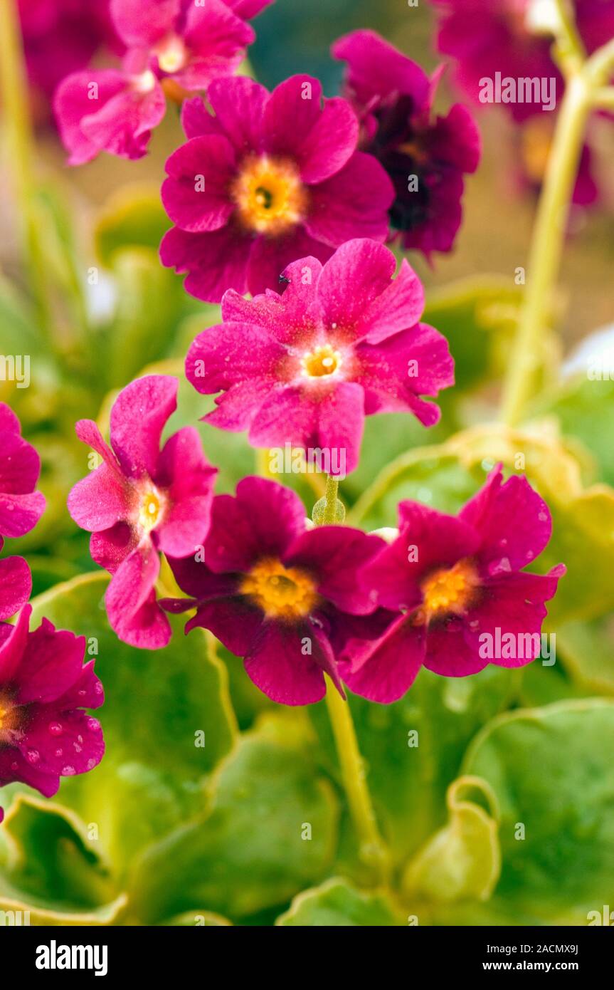 Primrose (Primula x pubescens 'Rufus') flowering in Spring Stock Photo ...