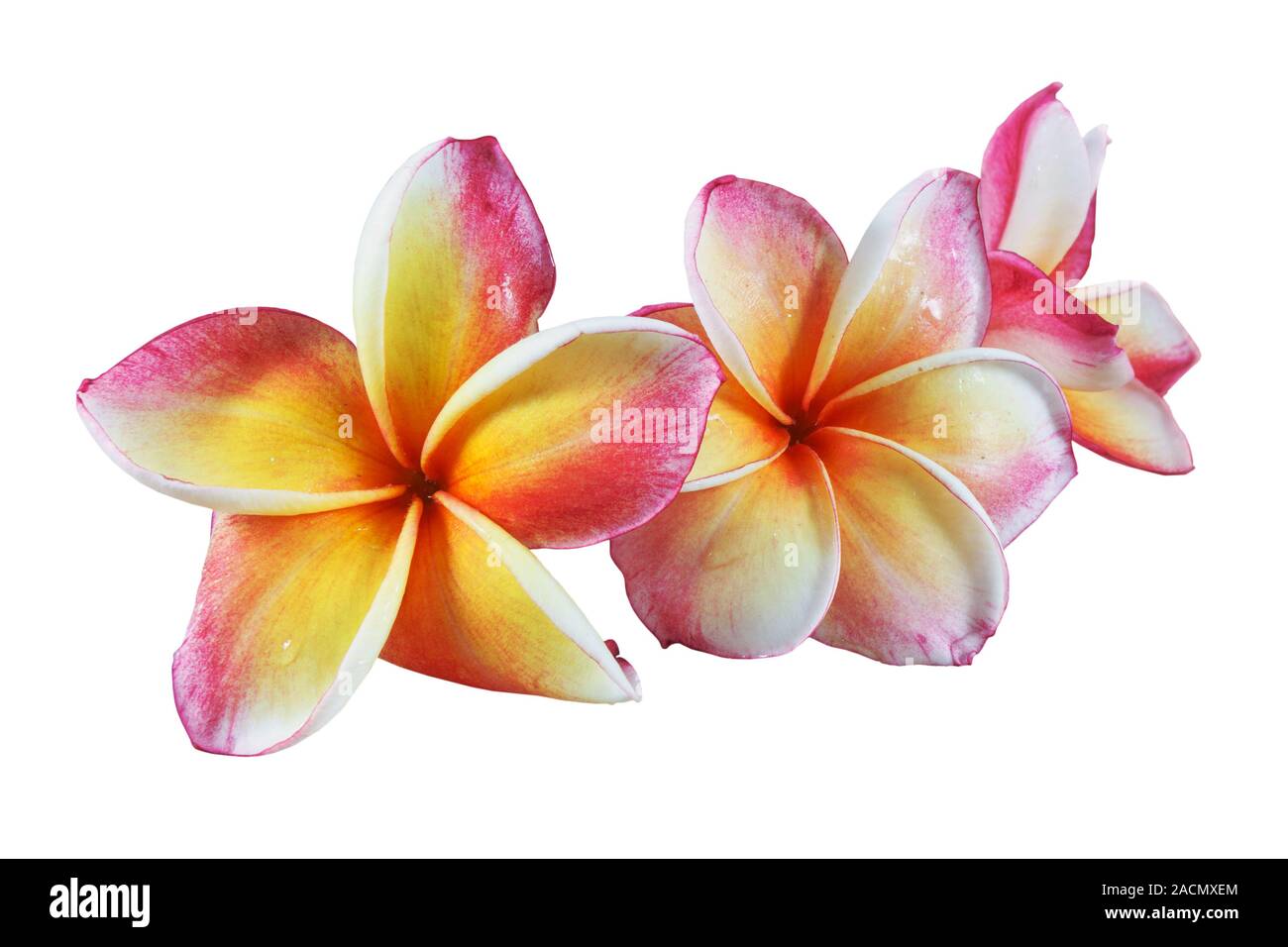 Frangipani Cut Out Stock Images & Pictures - Alamy