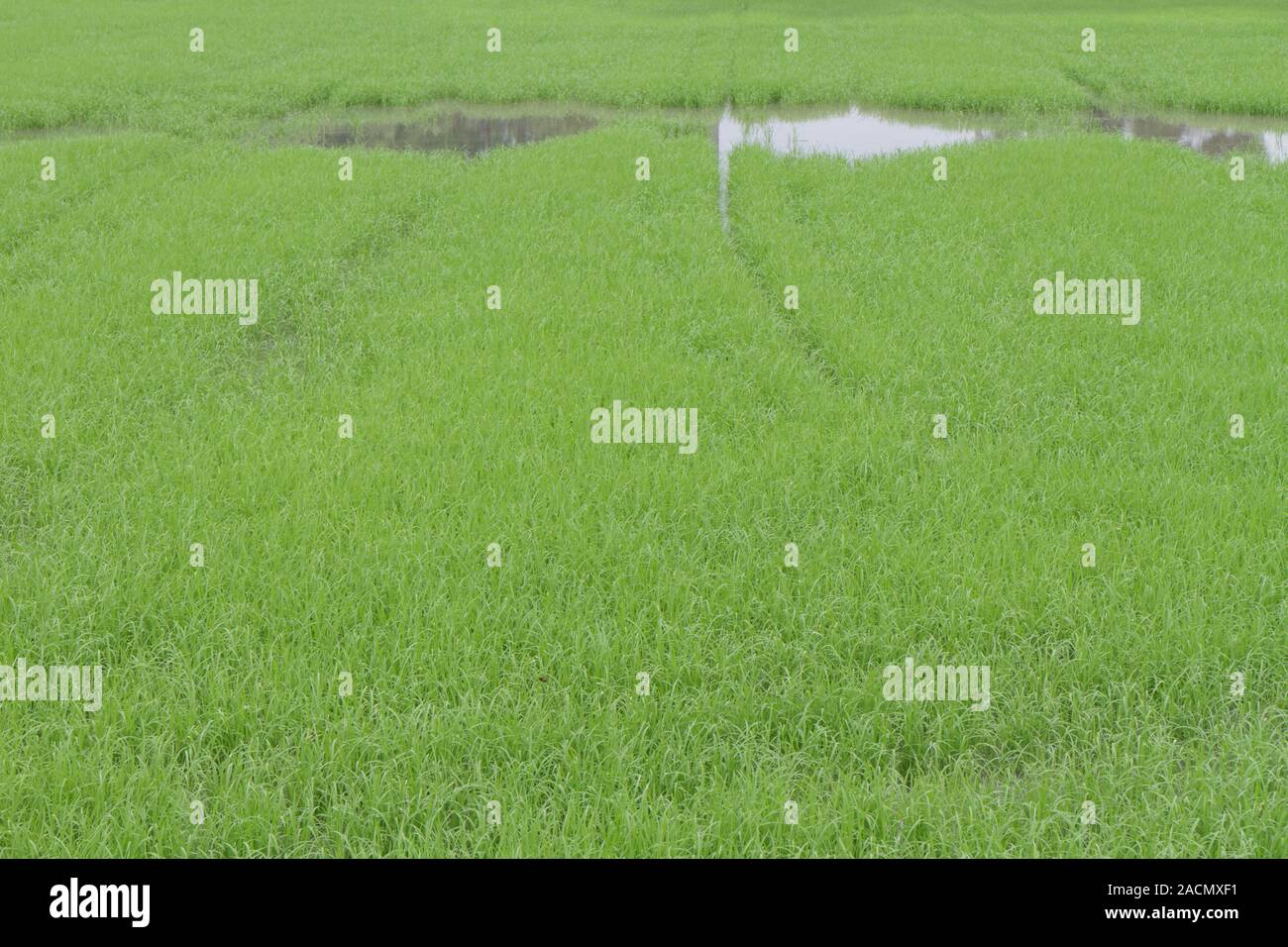 a photo of Rice farm Stock Photo - Alamy
