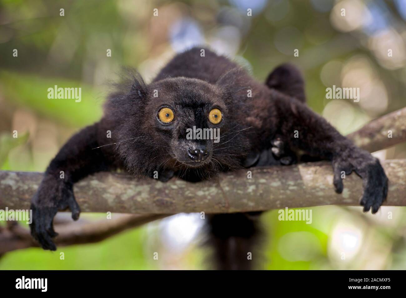 Black lemur (Eulemur macaco) male in a tree. The black lemur lives in ...