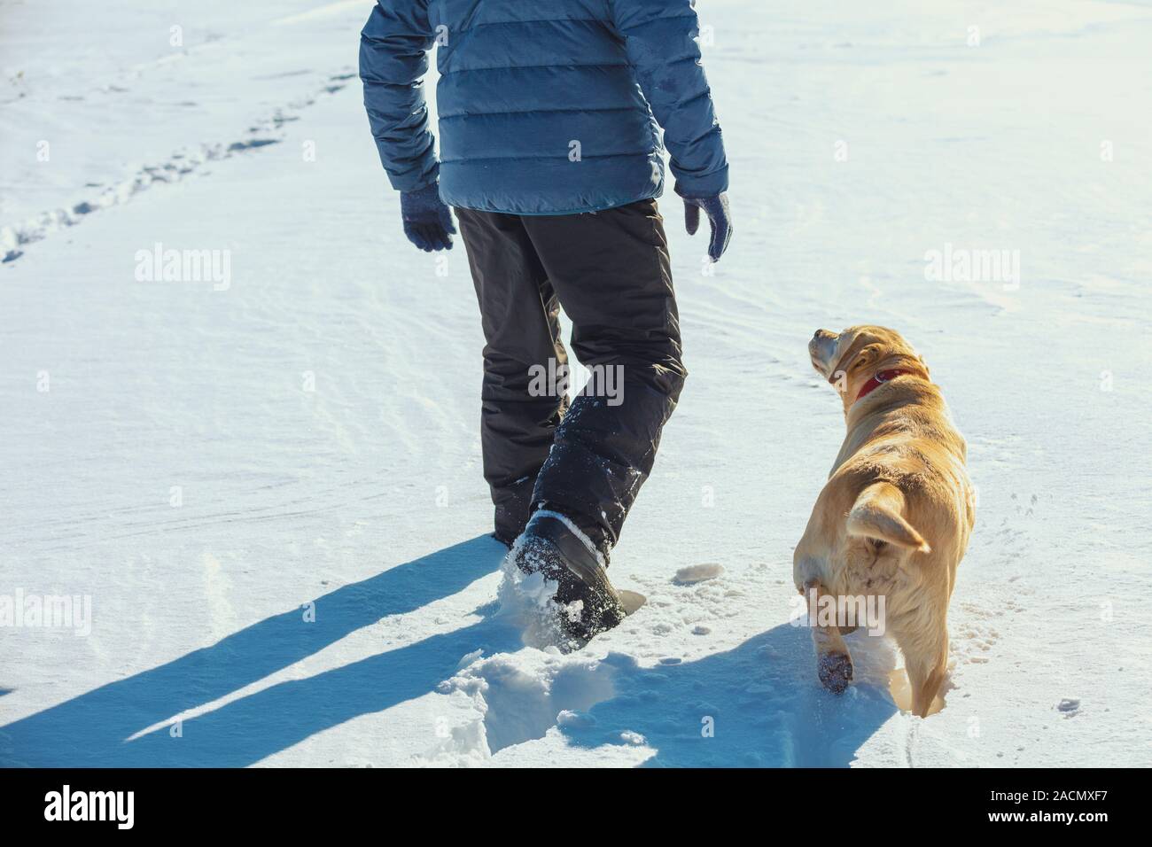 Man walking yellow labrador dog hi-res stock photography and images - Alamy