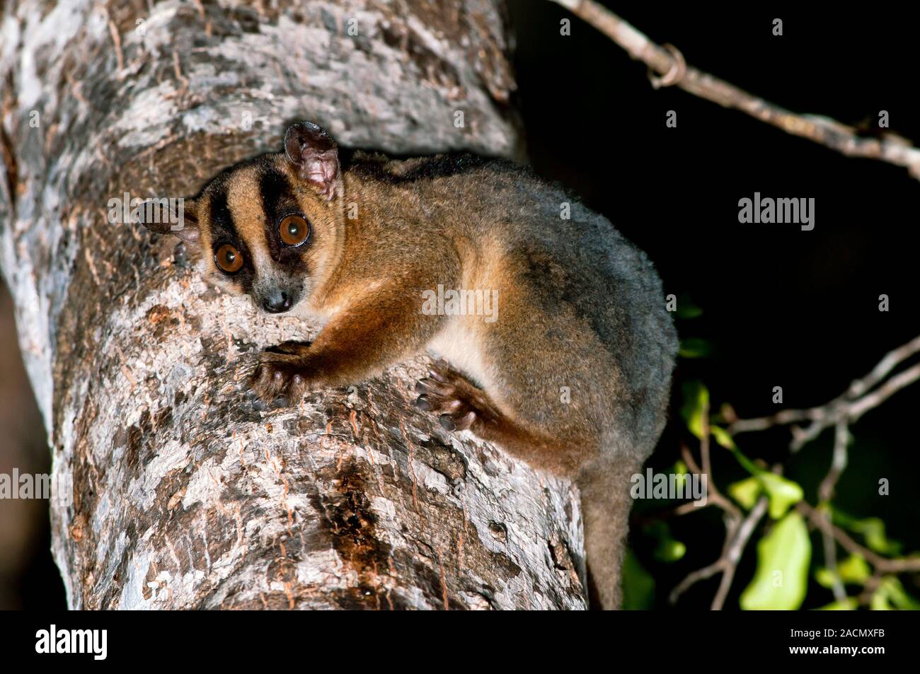 Pale fork-marked lemur (Phaner pallescens) in a tree. All lemurs are ...