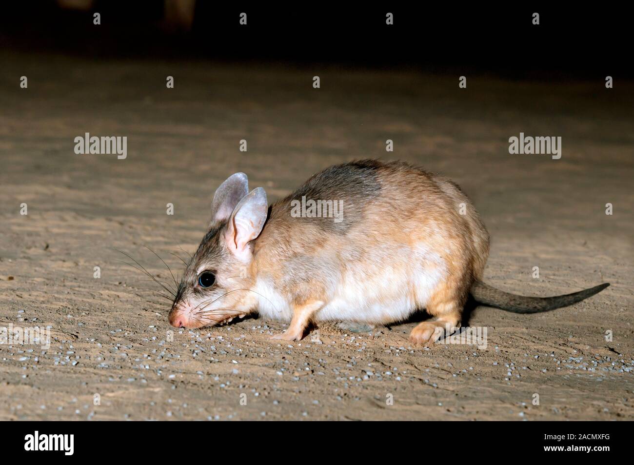 Malagasy giant jumping rat (Hypogeomys antimena). It is omnivorous, but ...