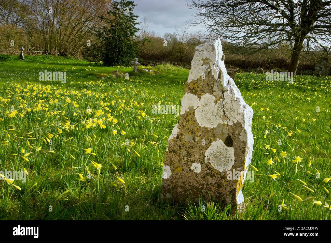 Wild Daffodils (Narcissus pseudonarcissus) flowering in old churchyard ...