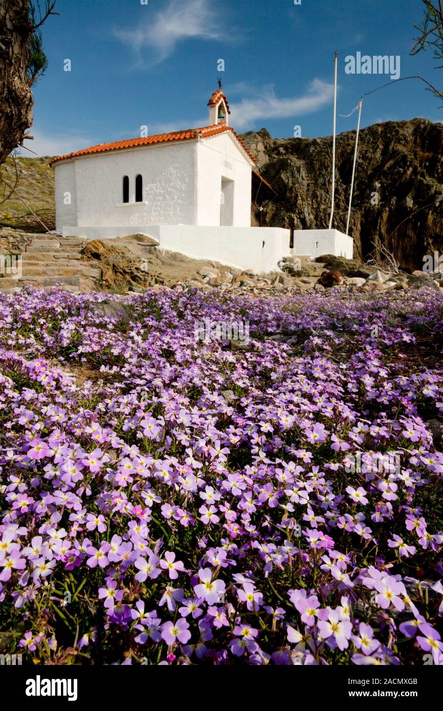 Mass of wild stocks and the chapel at Skala Eressos, Eressos Beach on ...