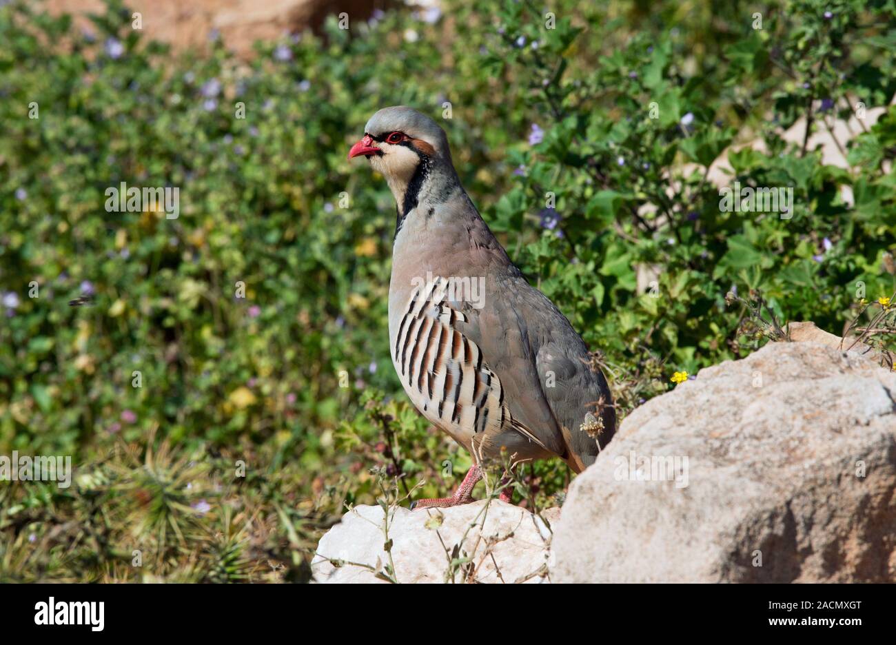 Male Chukar (Alectoris chukar) patrolling his territory. Photographed ...