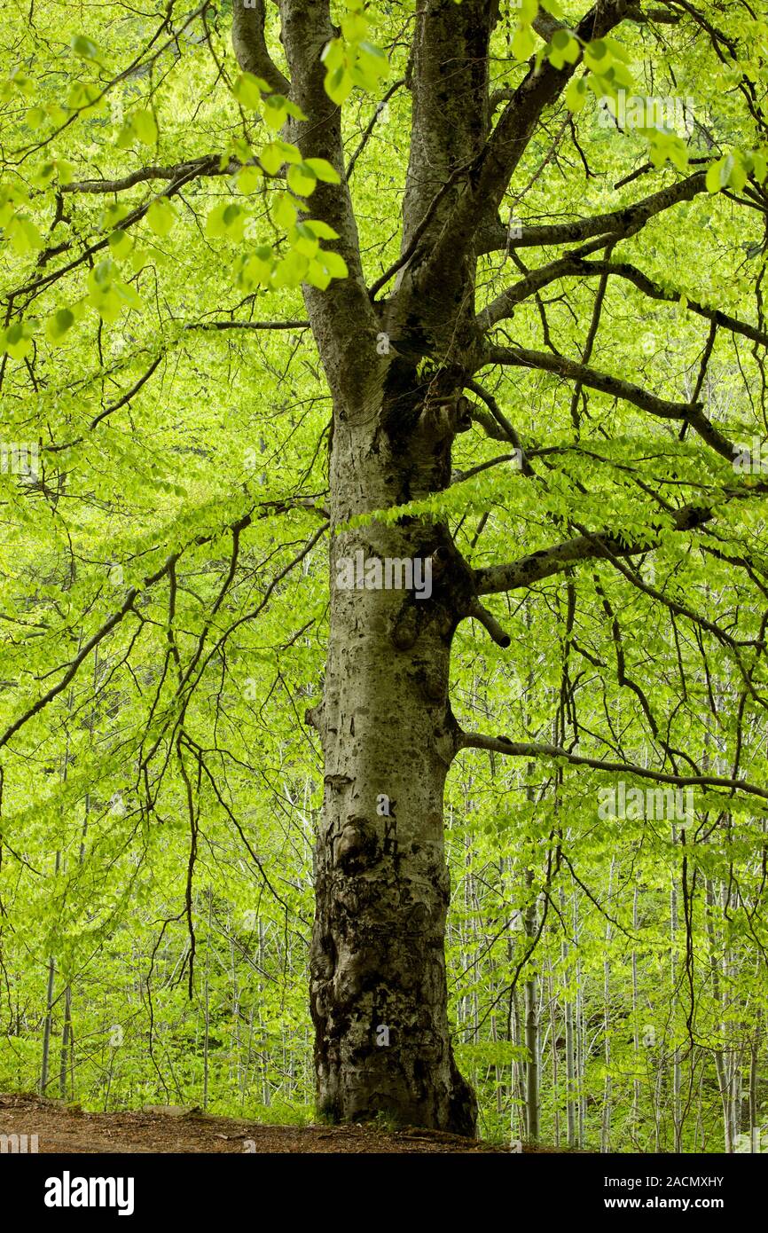 Ancient Beech tree (Fagus sylvatica) in Spring, in woods near Rila ...