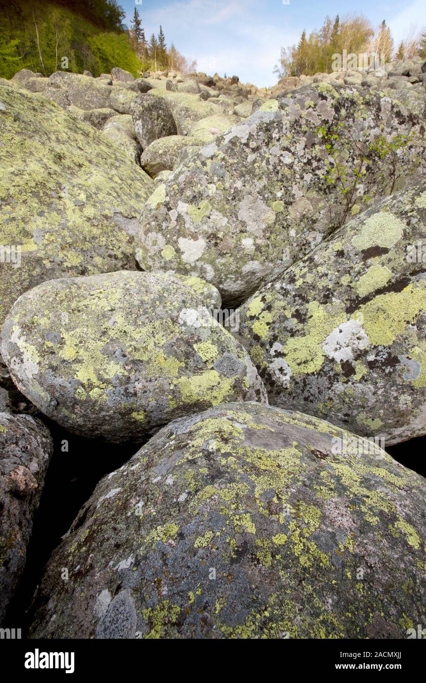 Vitosha stone river, also known as stone run, stone stream or stone sea ...