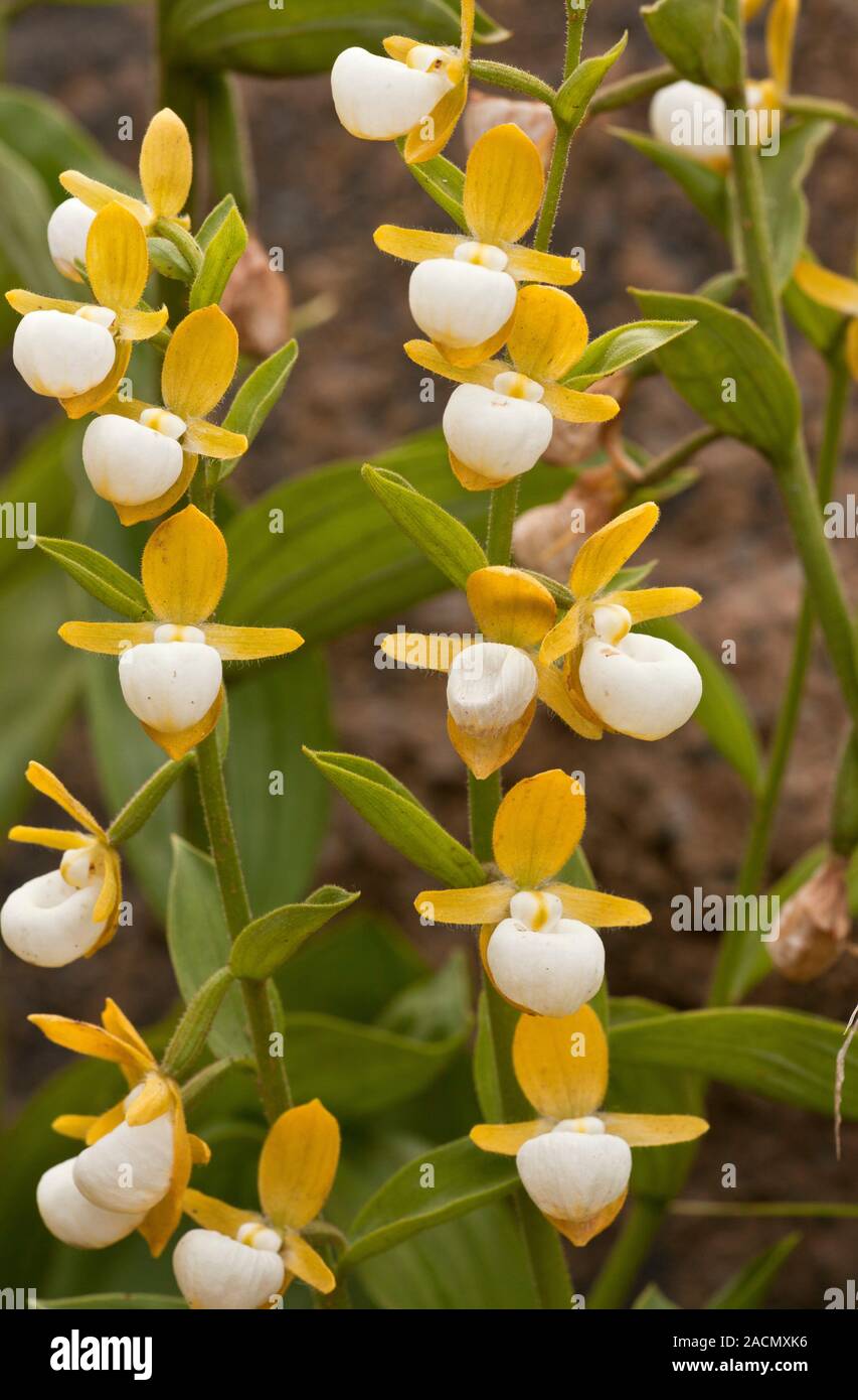 California Lady's Slipper (Cypripedium californicum) flowering in the ...