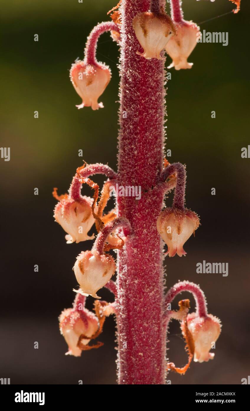 Pinedrops (Pterospora andromedea) flowers. This plant, also known as ...