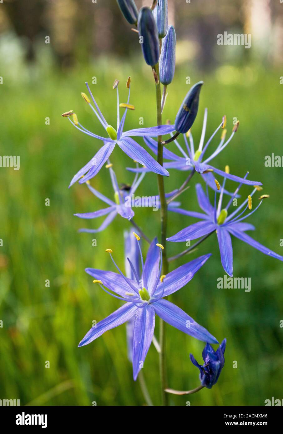 Quamash (Camassia quamash), also known as Indian Camas, flowering in ...