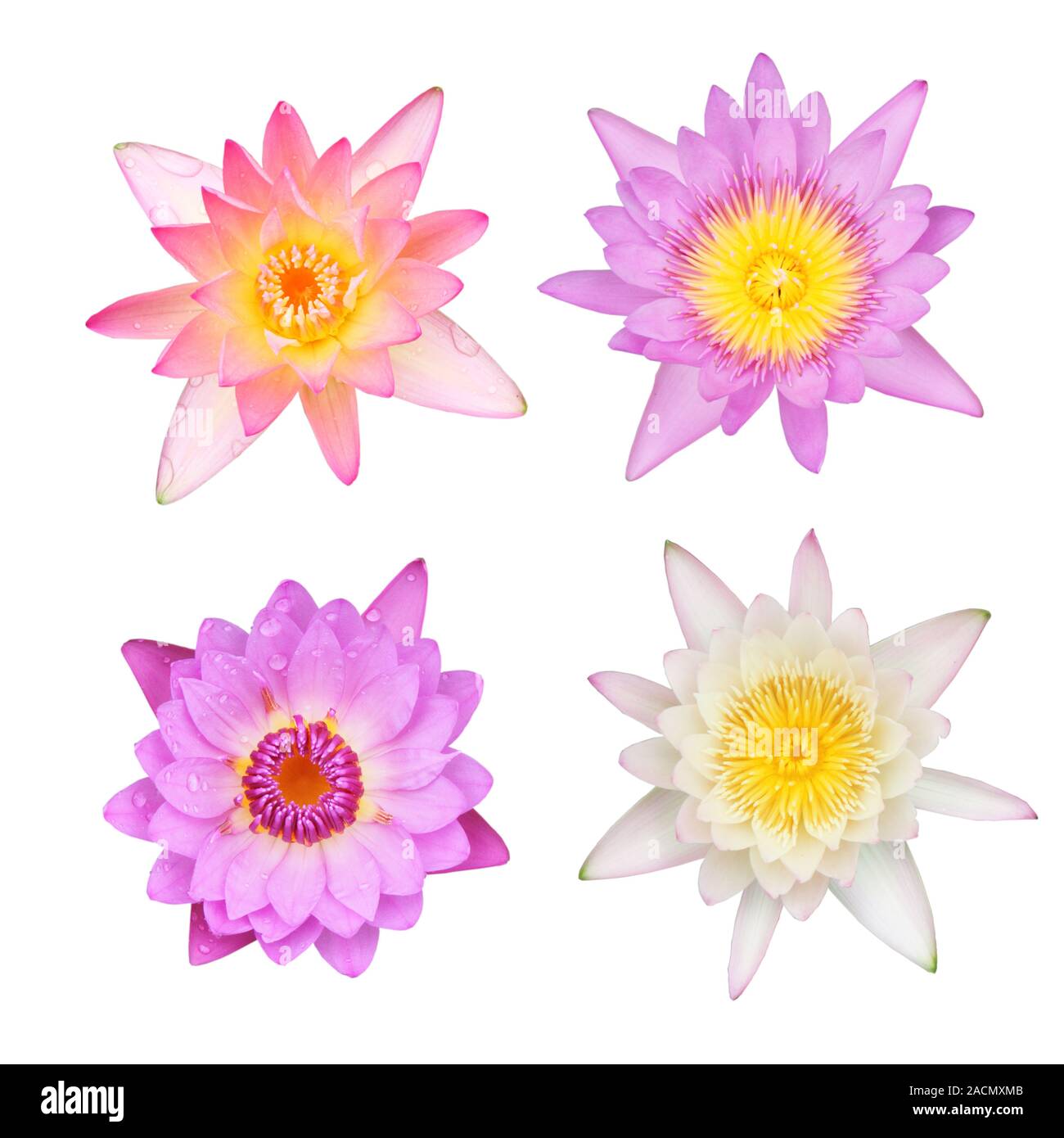 Draw lotus flower Cut Out Stock Images & Pictures - Alamy