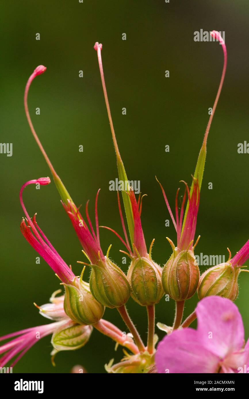 Cranesbill (Geranium macrorrhizum) plant with forming seedhead and ...