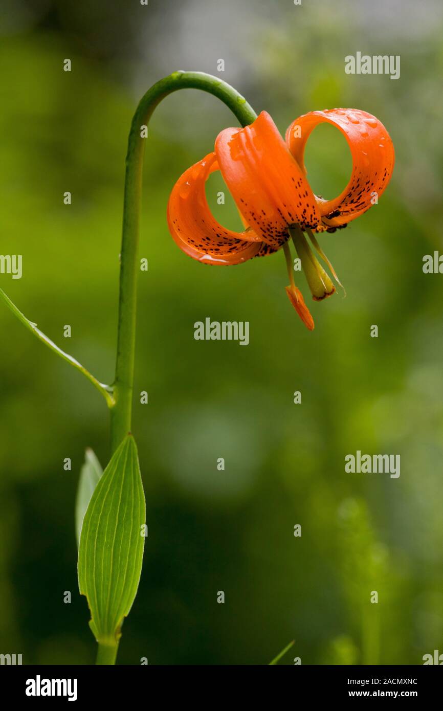 Carnic Lily (Lilium carniolicum) in flower. Photographed in Slovenia ...