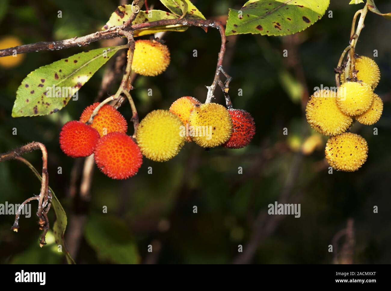 Strawberry Tree (Arbutus unedo) fruits Stock Photo - Alamy