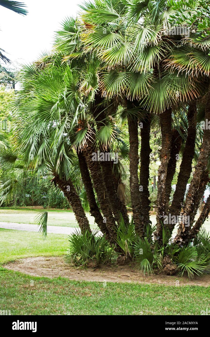 European Fan Palm (Chamaerops humilis Stock Photo - Alamy