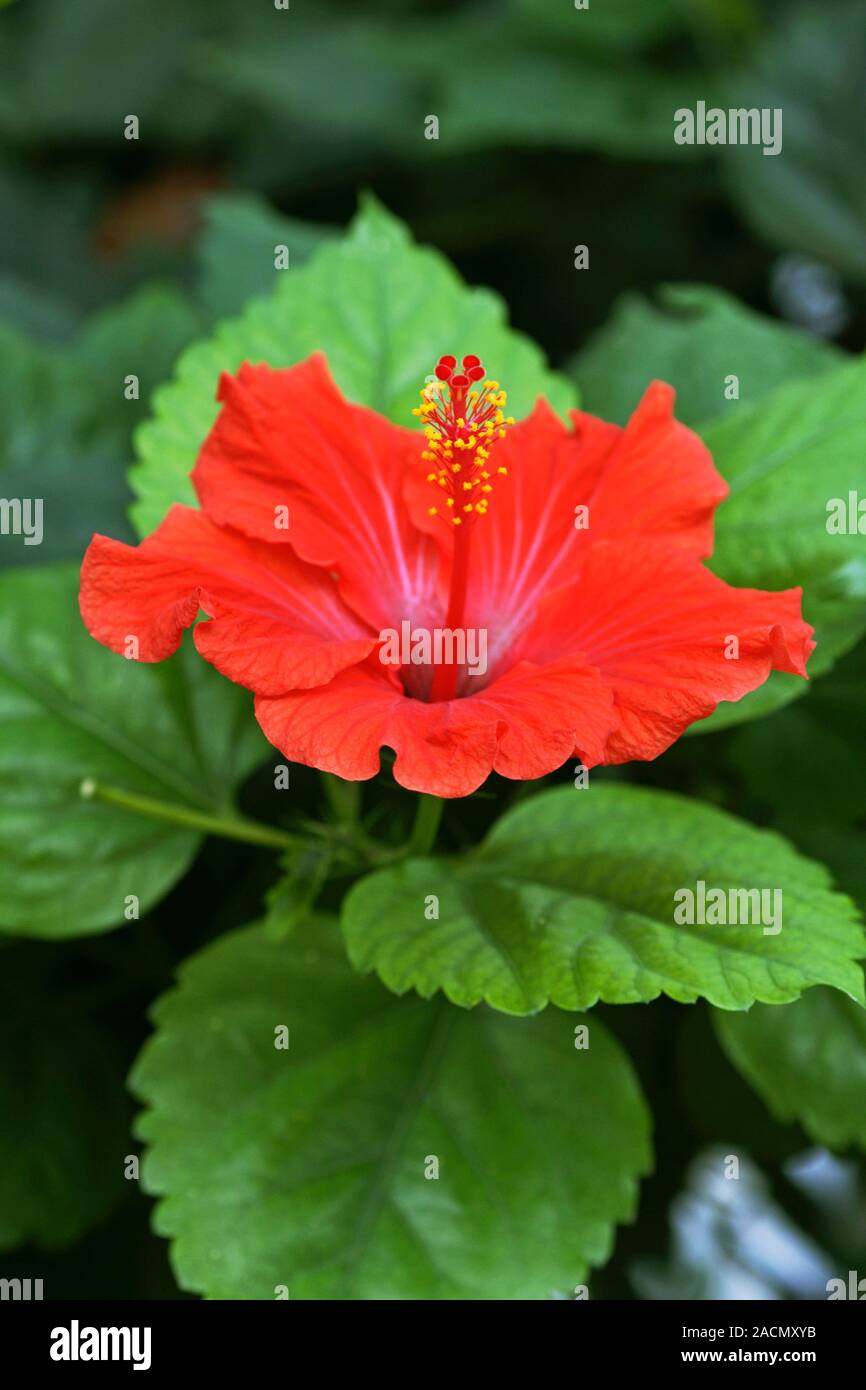 Hibiscus rosa-sinensis 'Fire Truck' flowering in Summer Stock Photo - Alamy