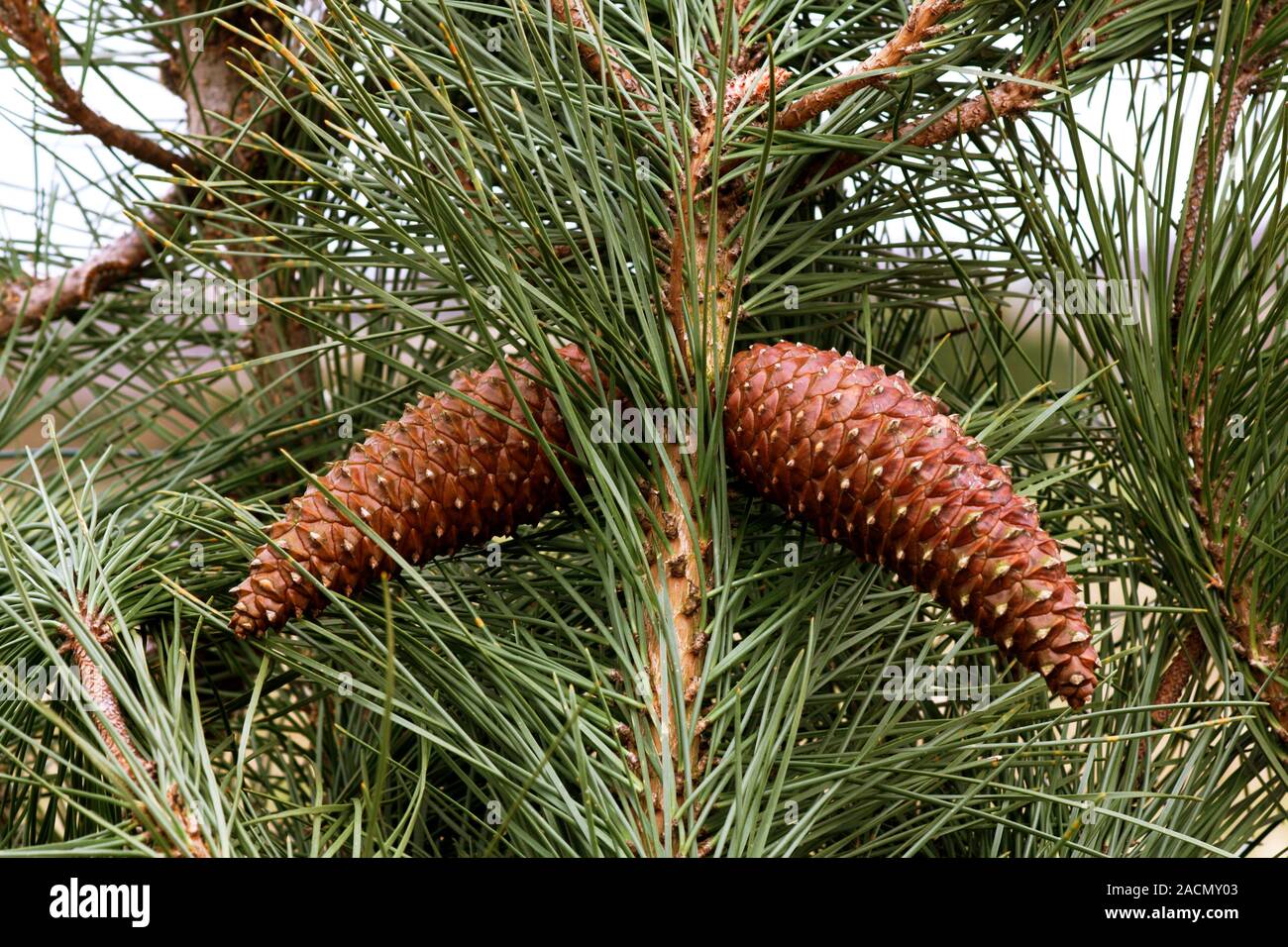 Maritime Pine (Pinus pinaster) cones Stock Photo - Alamy
