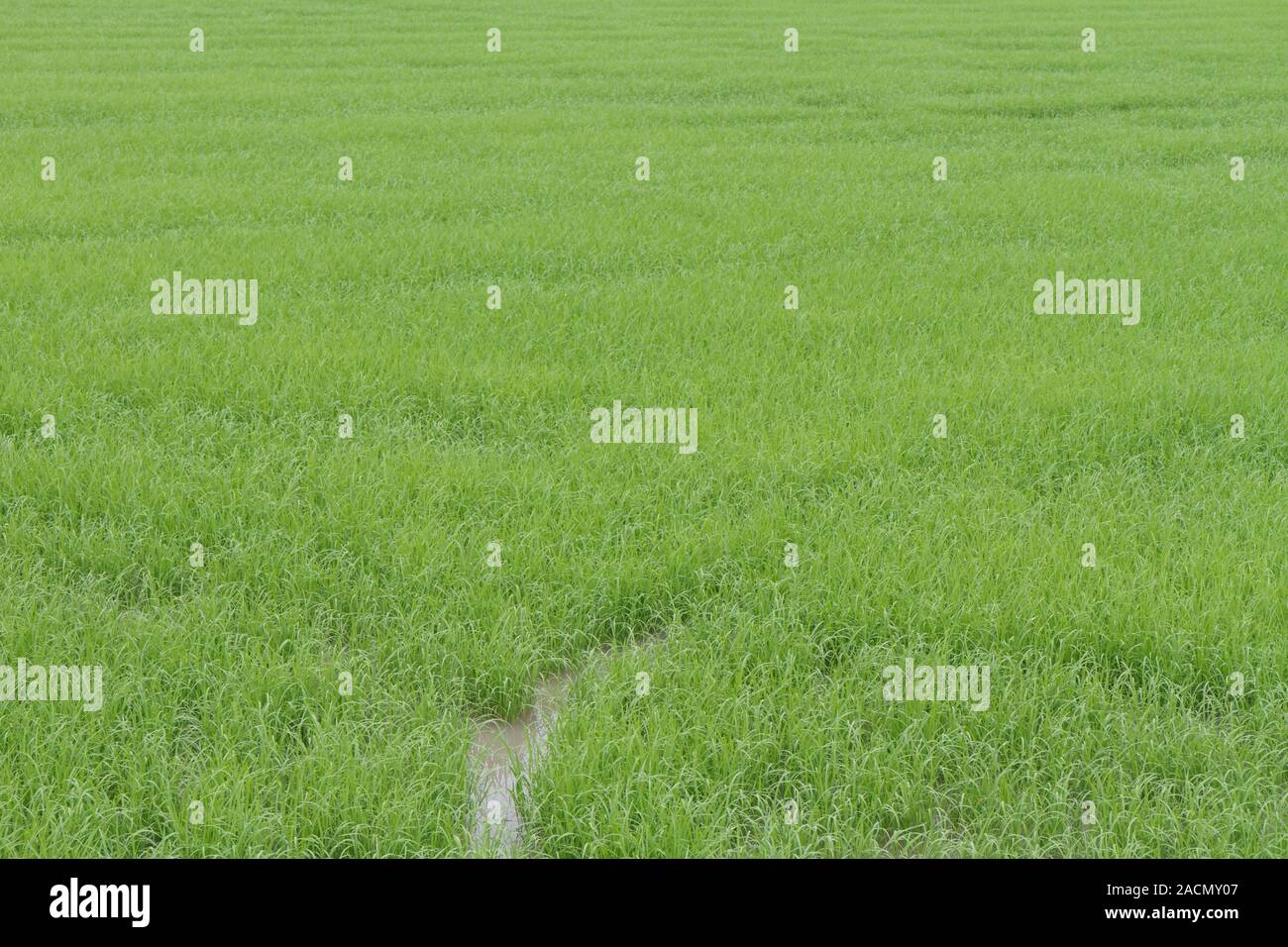 a photo of Rice farm Stock Photo - Alamy