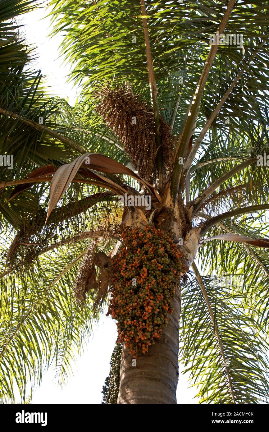 Queen Palm (Syagrus romanzoffianum) fruit Stock Photo - Alamy