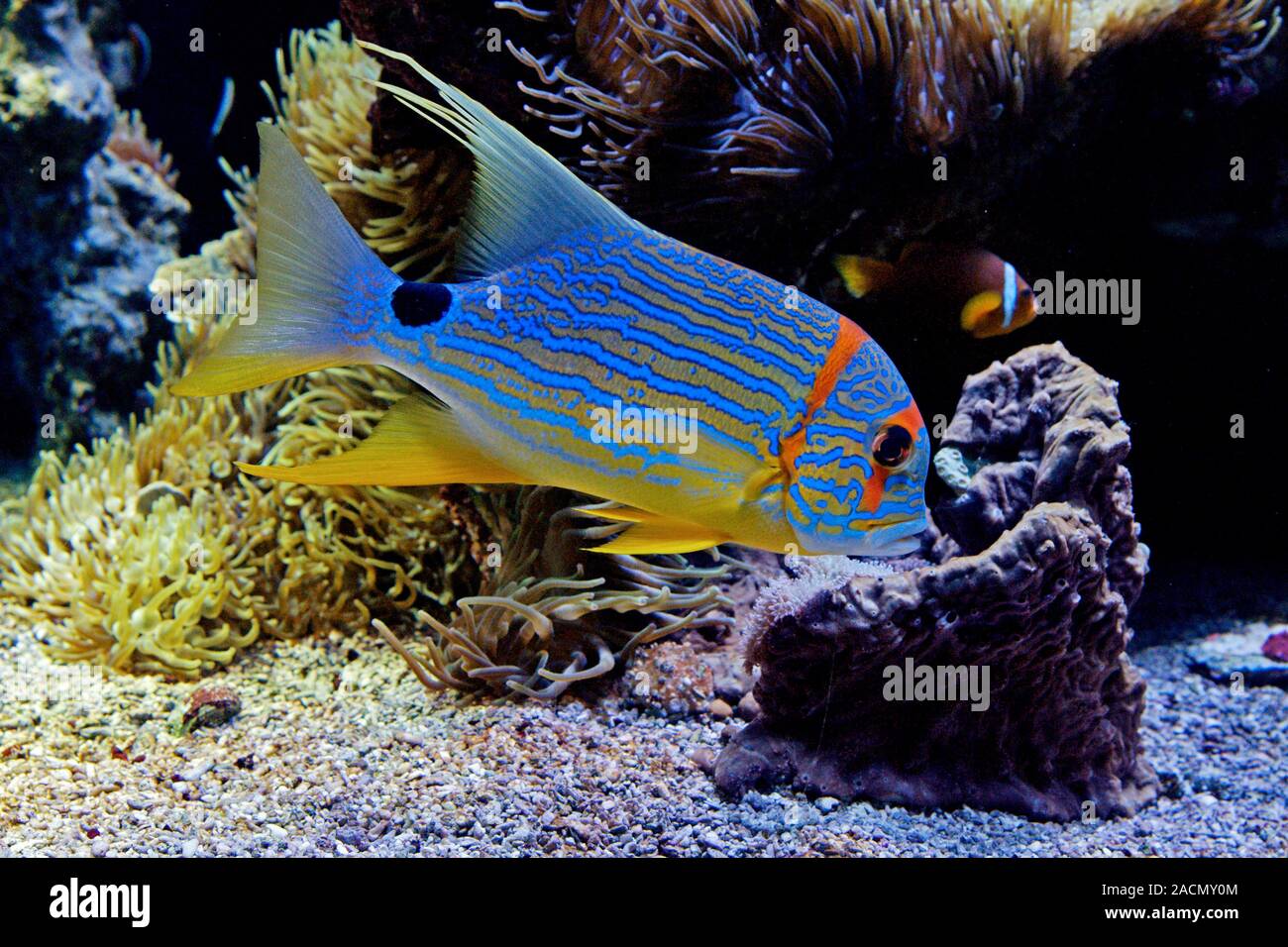 Blue-lined Sea Bream (Syphorichthys spilurus Stock Photo - Alamy