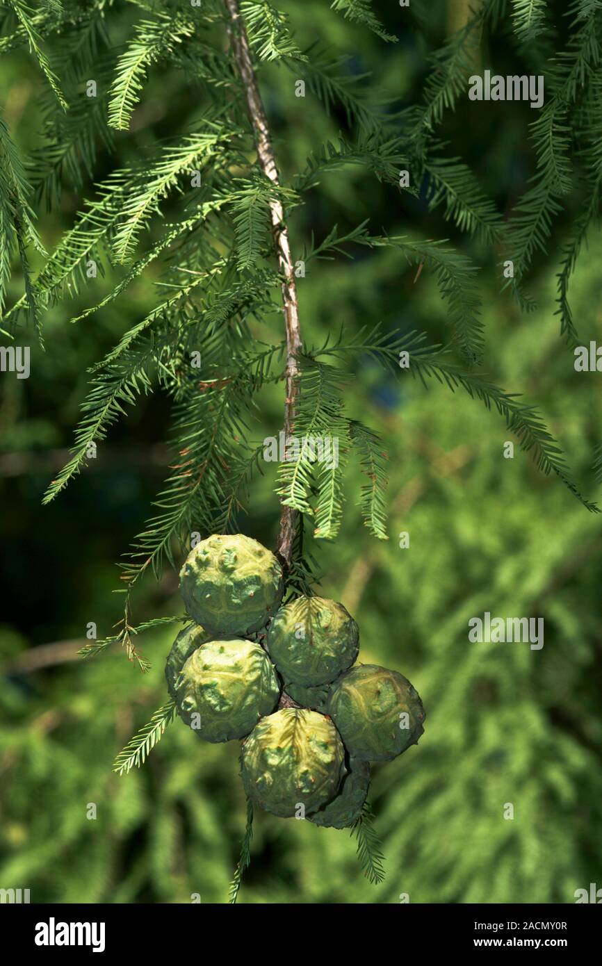 Swamp Cypress (Taxodium distichum) cones Stock Photo - Alamy