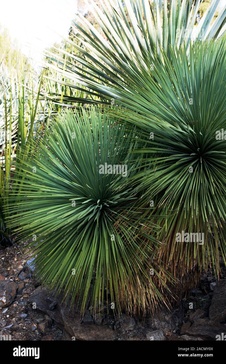 Yucca linearifolia plant Stock Photo - Alamy