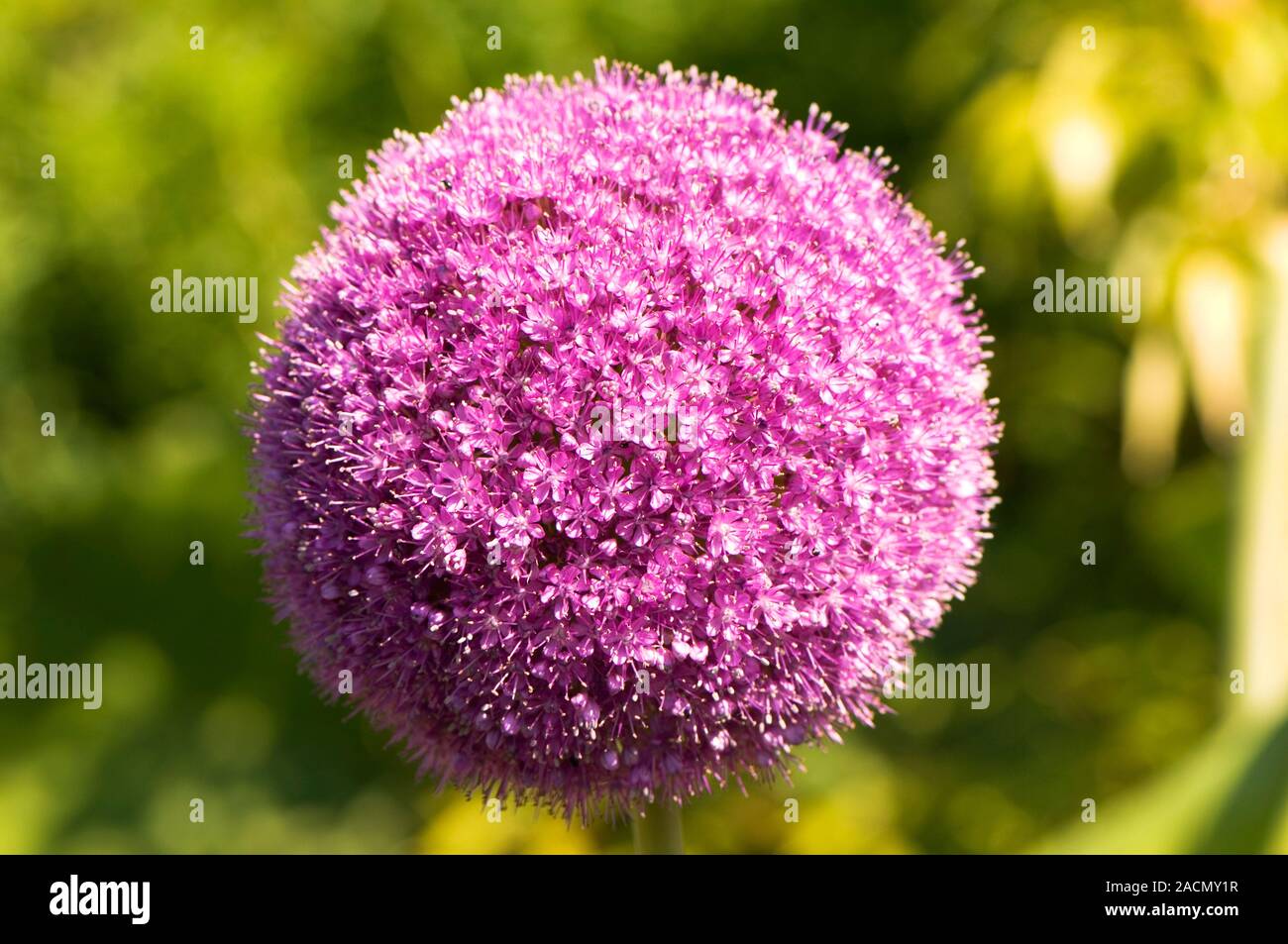 Ornamental Onion (Allium giganteum) flowering in Summer Stock Photo - Alamy