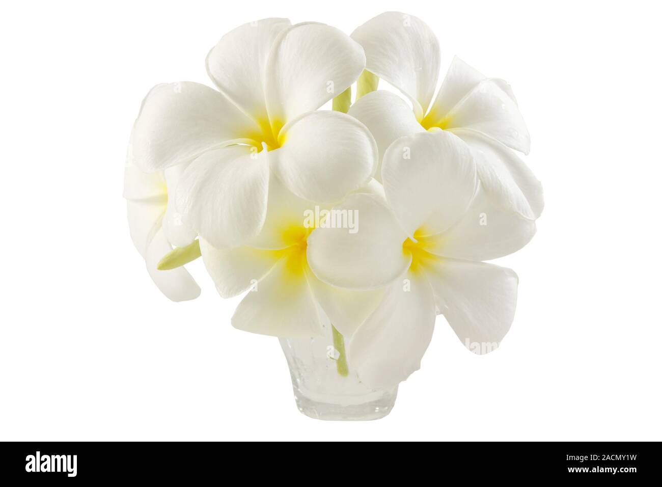 Bright pink frangipani flower Cut Out Stock Images & Pictures - Alamy
