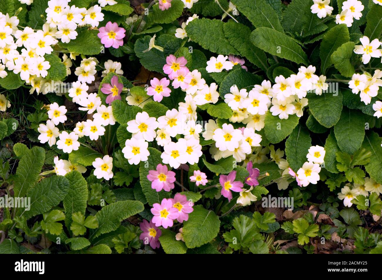 Primrose (Primula 'Guinevere') flowering in Spring Stock Photo - Alamy
