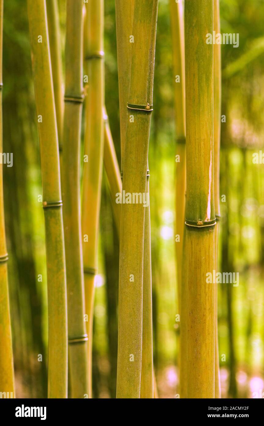 Bamboo (Phyllostachys decora Stock Photo - Alamy