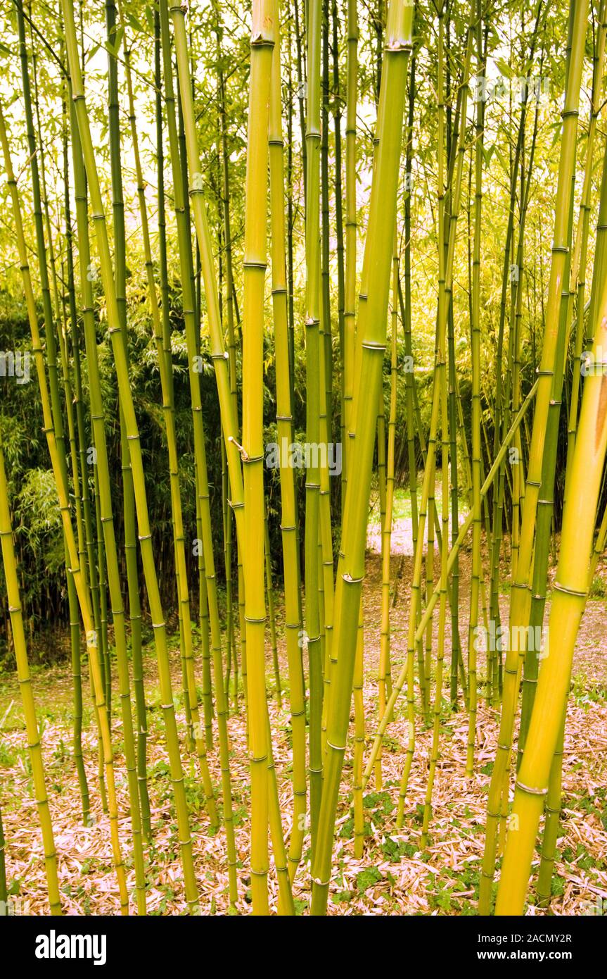 Bamboo (Phyllostachys bambusoides 'Castillian' Stock Photo - Alamy