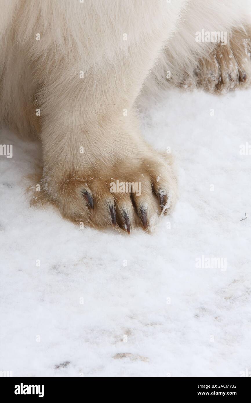 Polar bear, King of the Arctic Stock Photo - Alamy