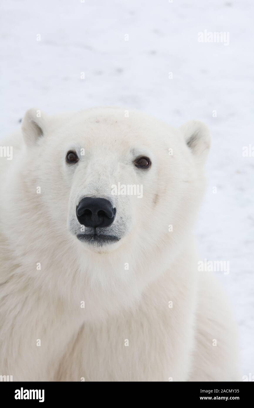 Polar bear, King of the Arctic Stock Photo - Alamy