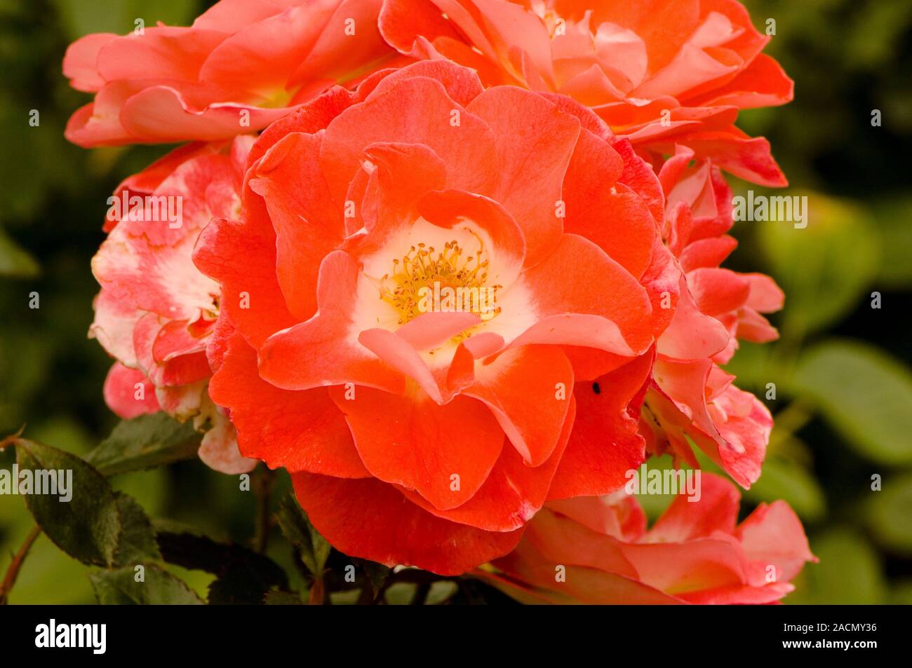 Rose (Rosa 'Pride of England') flowering in Summer Stock Photo - Alamy