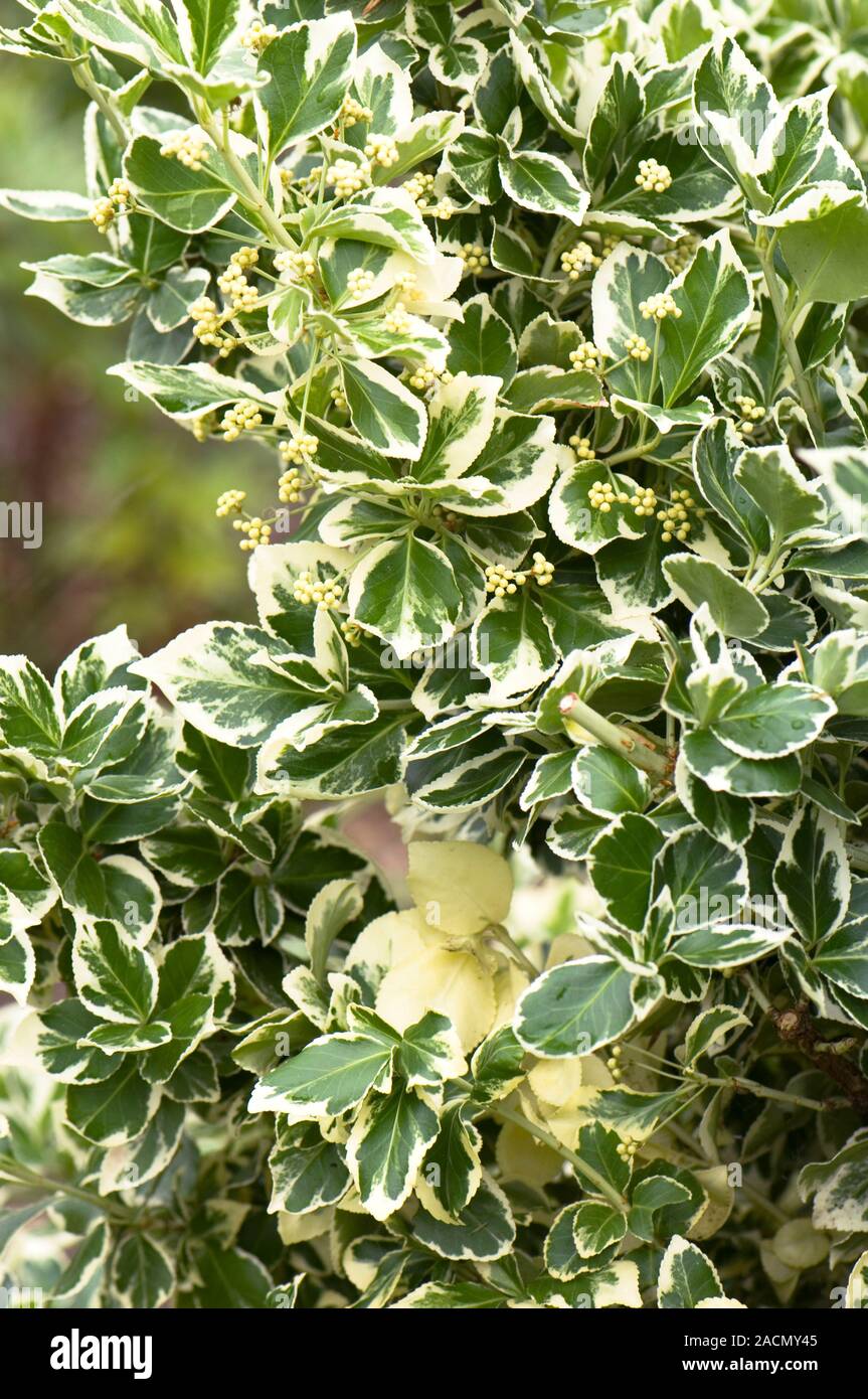 Euonymus fortunei 'Emerald Gaiety' variegated foliage Stock Photo - Alamy