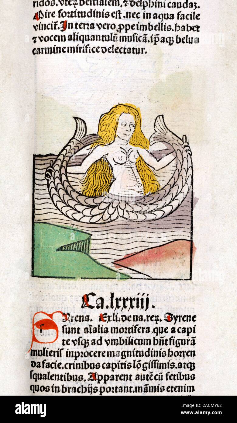 Mermaid. 15th-century artwork of a mermaid with two fins raised above ...