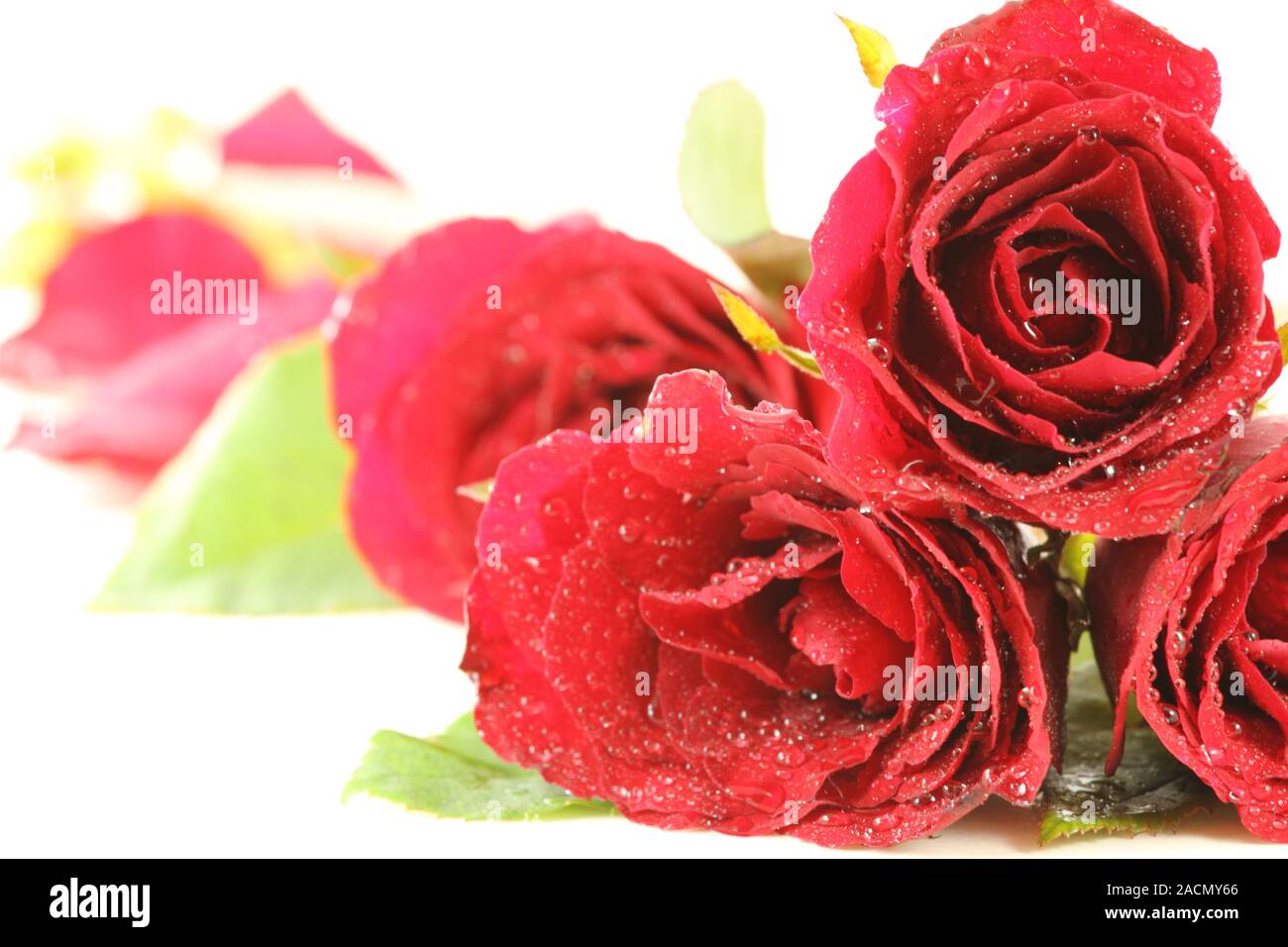 many red roses Stock Photo - Alamy