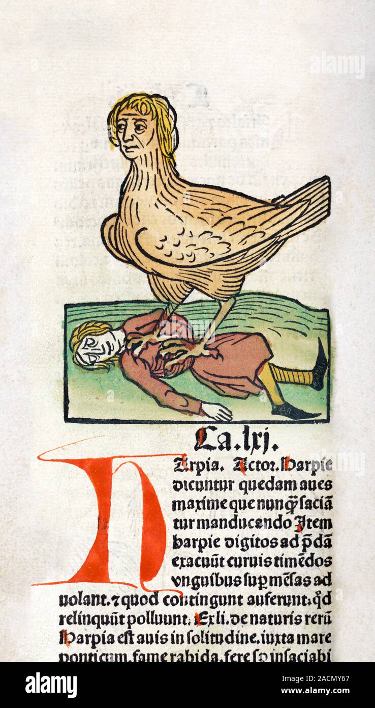 Harpy and prey. 15th-century artwork of the mythical creature the harpy ...