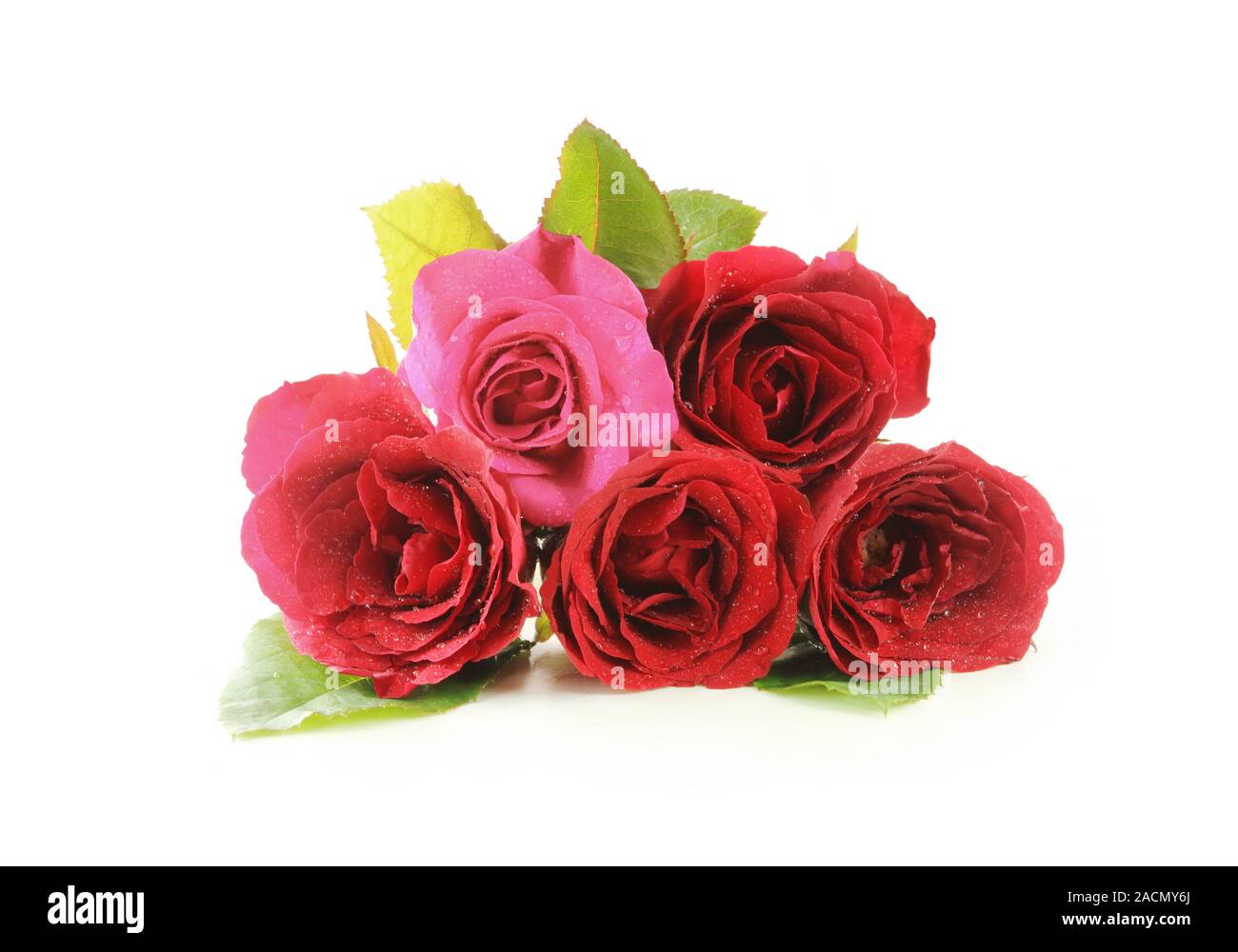 many red roses Stock Photo - Alamy