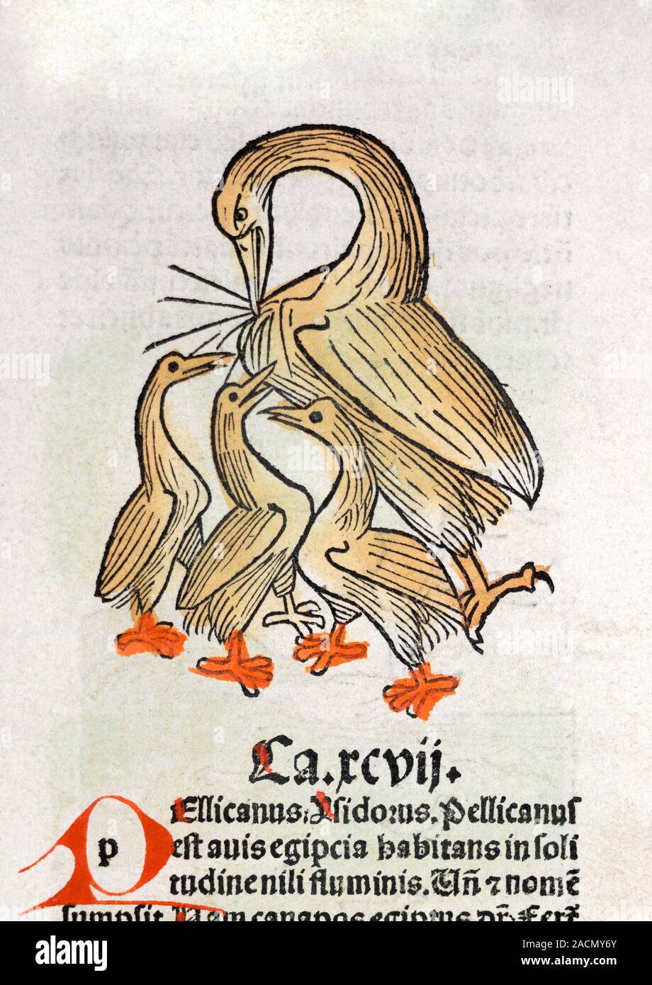 Pelican and chicks. 15th-century artwork of a mother pelican with her ...