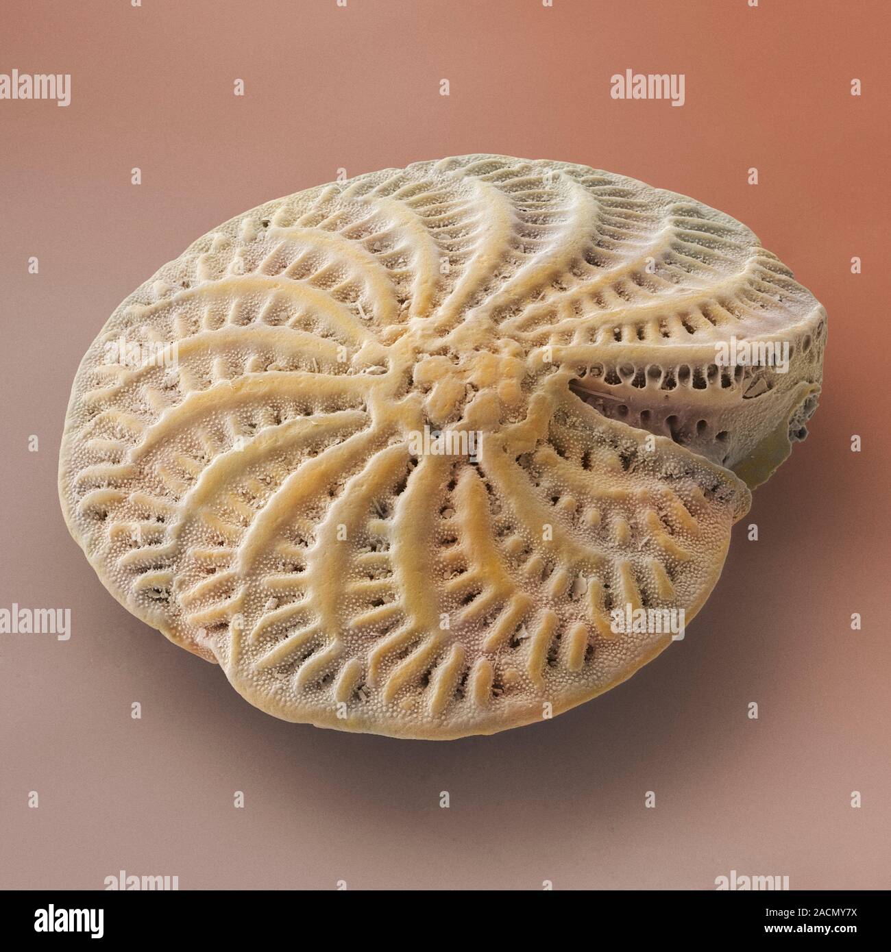 Foraminiferan test or shell (Elphidium crispum), coloured scanning ...