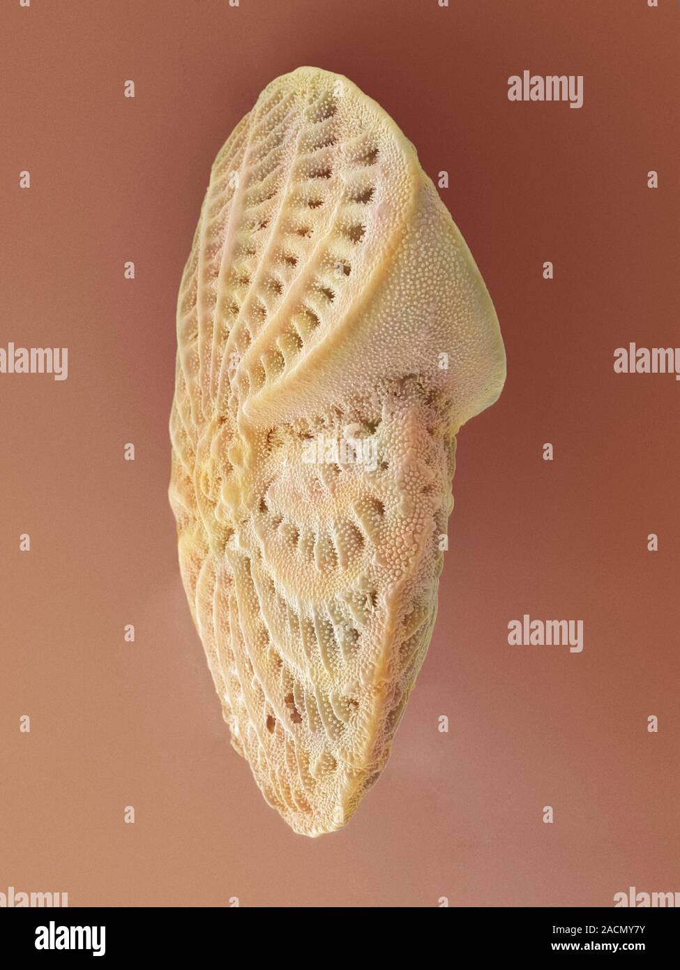 Foraminiferan test or shell (Elphidium crispum) lateral view, coloured ...