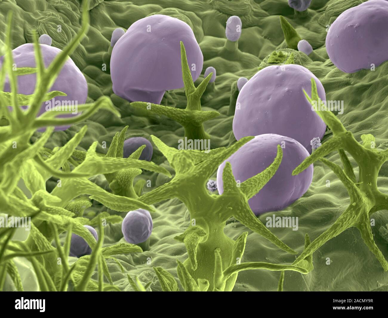 Lavender leaf surface. Coloured scanning electron micrograph (SEM) of a ...