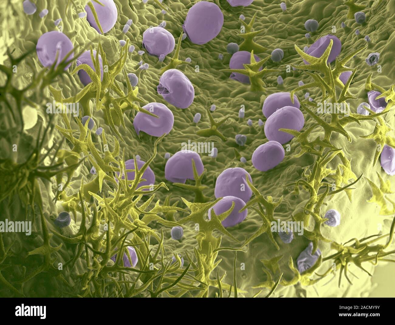 Lavender leaf surface. Coloured scanning electron micrograph (SEM) of a ...