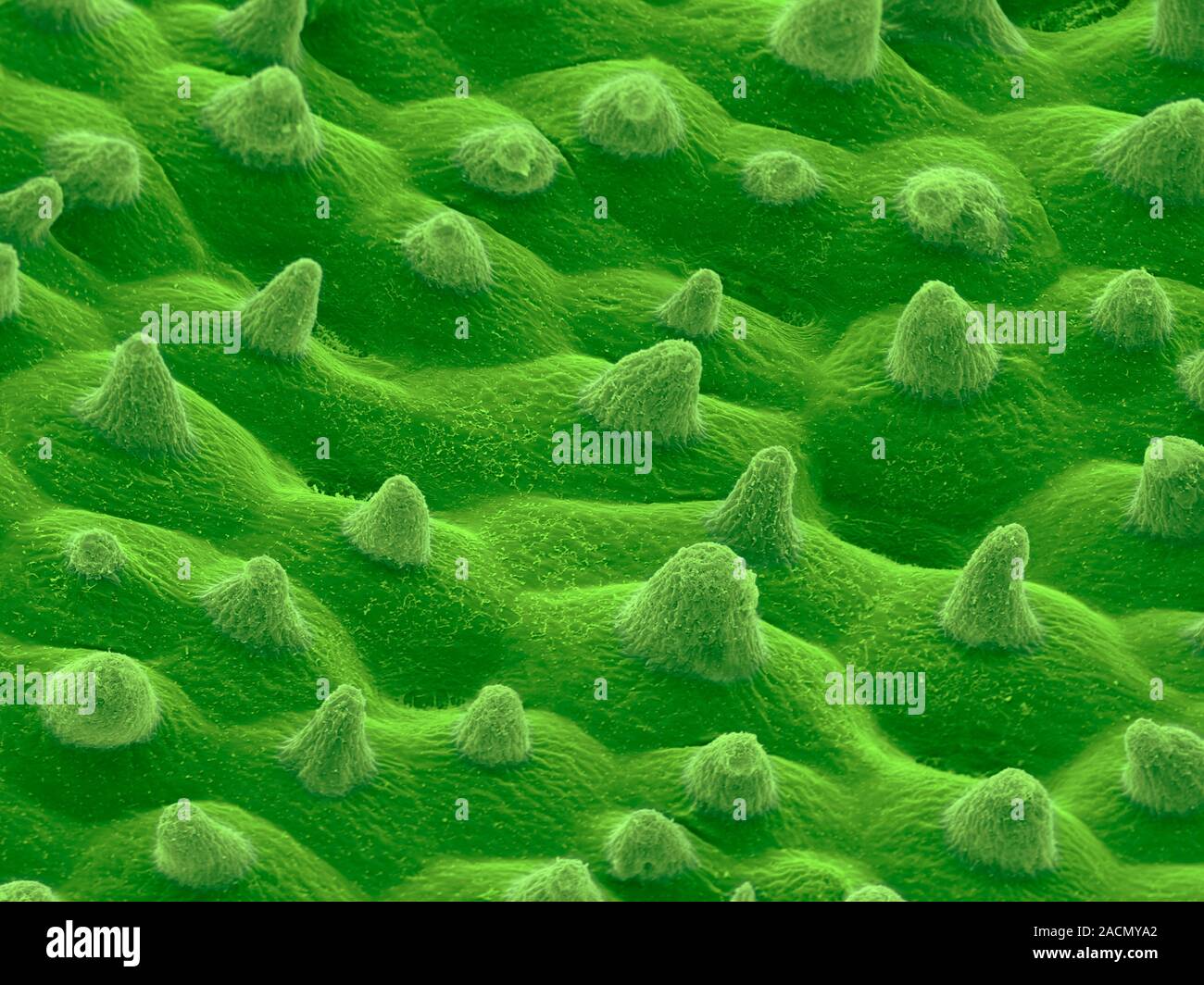 Lotus leaf surface. Coloured scanning electron micrograph (SEM) of a ...