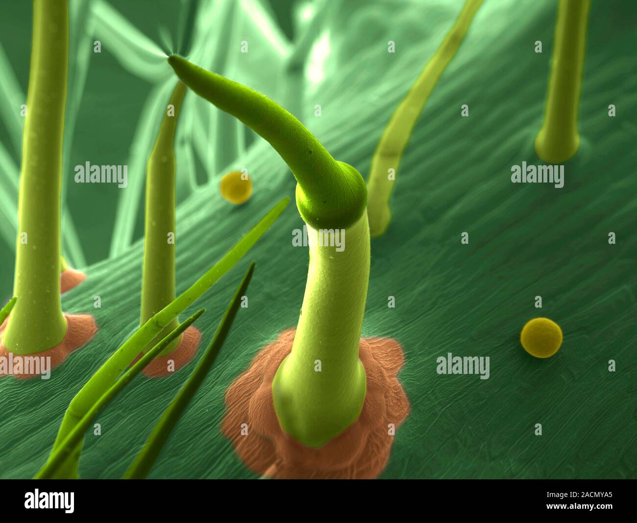 Nettle Leaf Stinging Trichomes Coloured Scanning Electron Micrograph Sem Of A Stinging