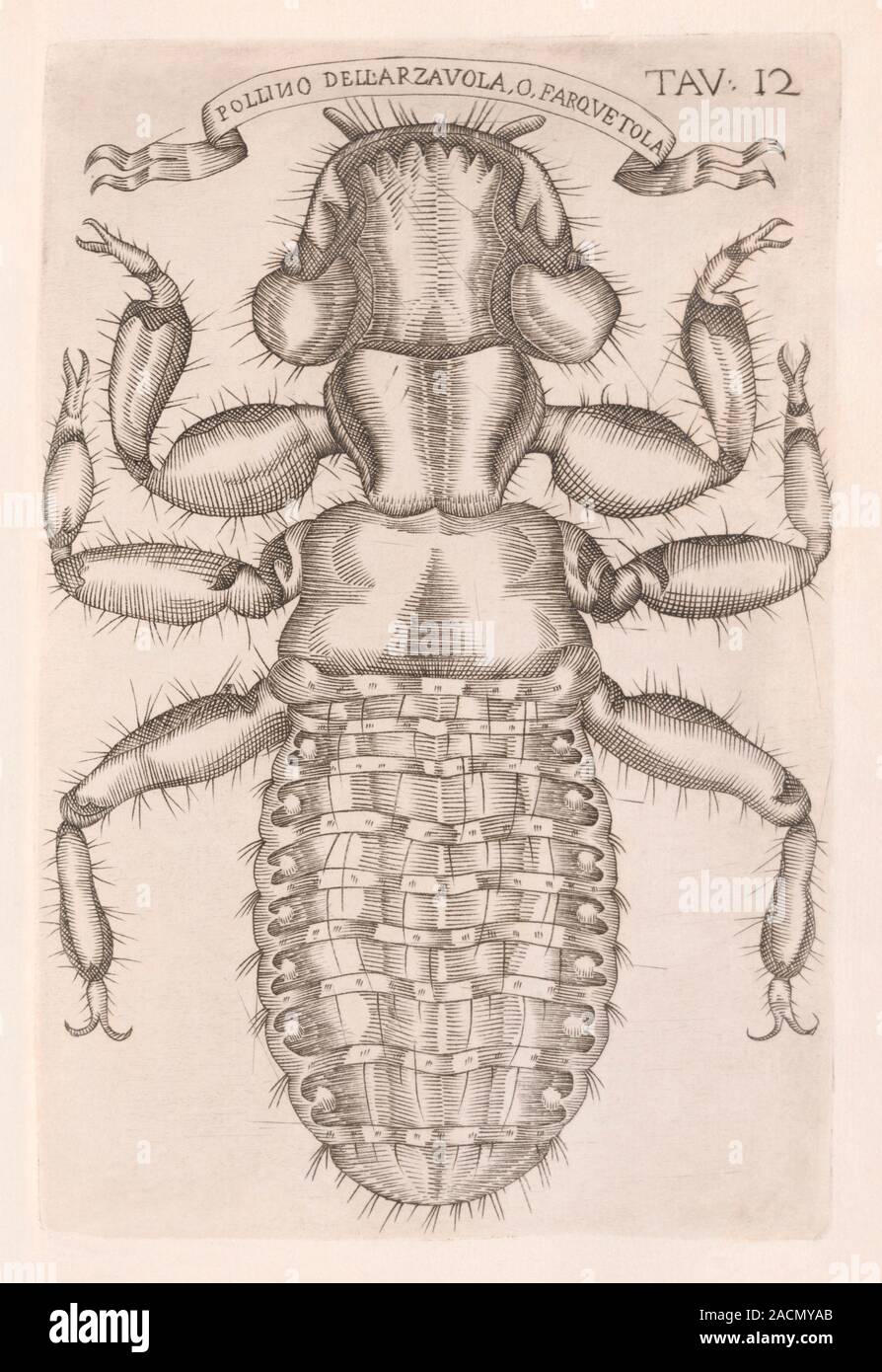 Duck mite. 17th-century artwork of a Trinoton mite, a parasitic insect ...