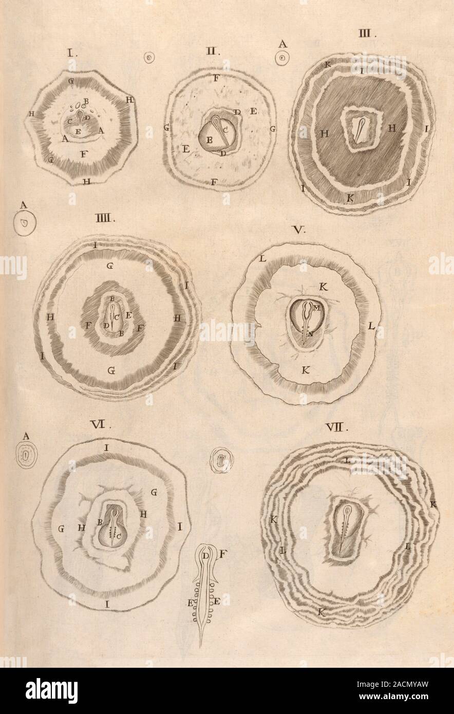 Incubated eggs. 17th-century drawings of incubated eggs as observed ...